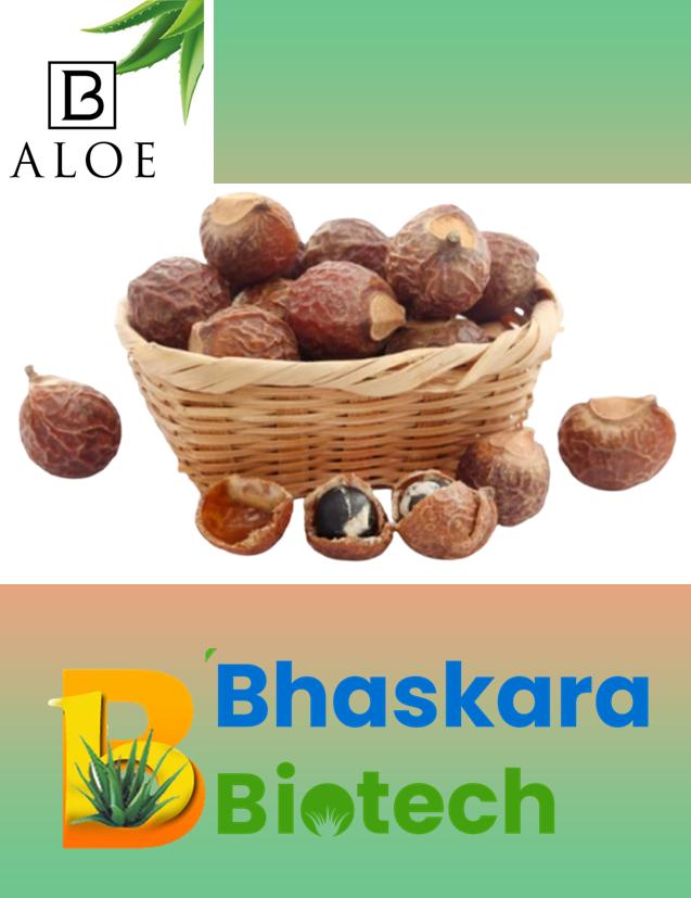 Kunkudukai / soapnuts/ Sapindus mukorossi powder - Bhaskara Biotech