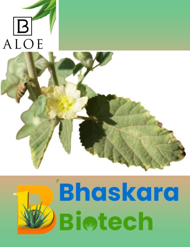 Bala / Sida cordifolia Powder - Bhaskara Biotech
